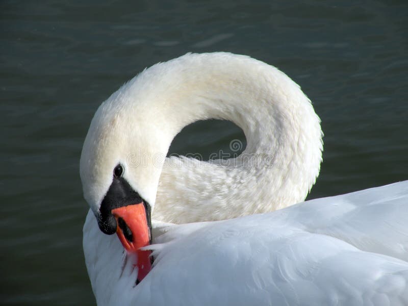 Cigno bianco immagine stock. Immagine di acqua, piuma - 46099035