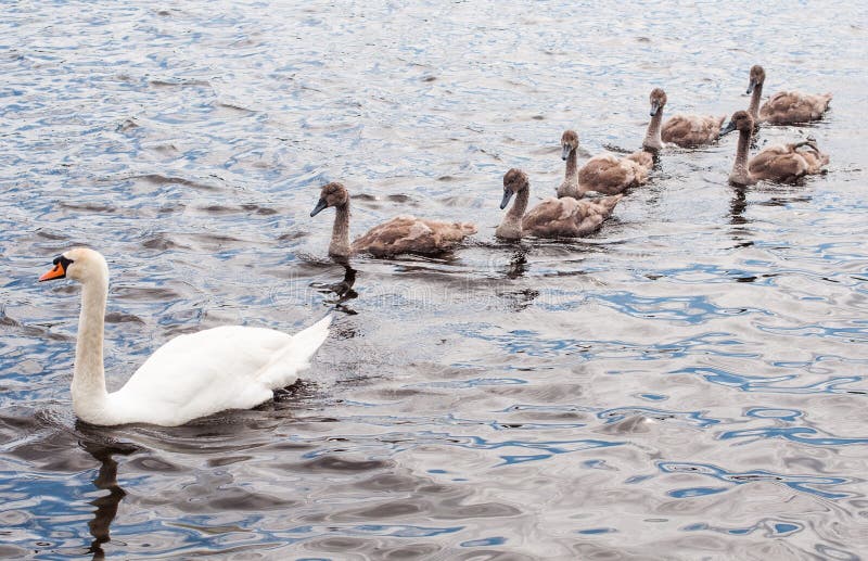 Nuoto Dell'anatra E Del Cigno Fotografia Stock - Immagine di ...