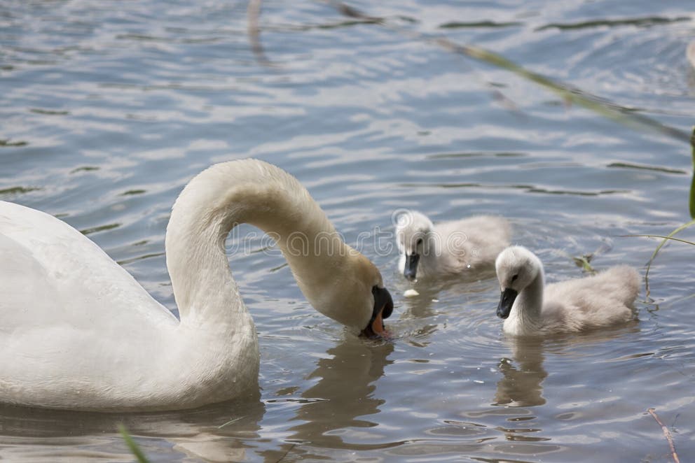 Cigno con i suoi pulcini fotografia stock. Immagine di piccolo - 42140600