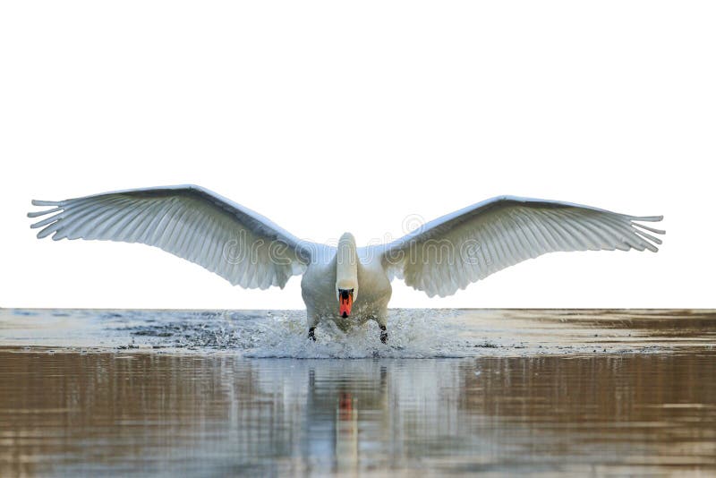 Cigno Con Ali Aperte in Piedi Sulla Nevicata Sponda Del Fiume Con Altri ...