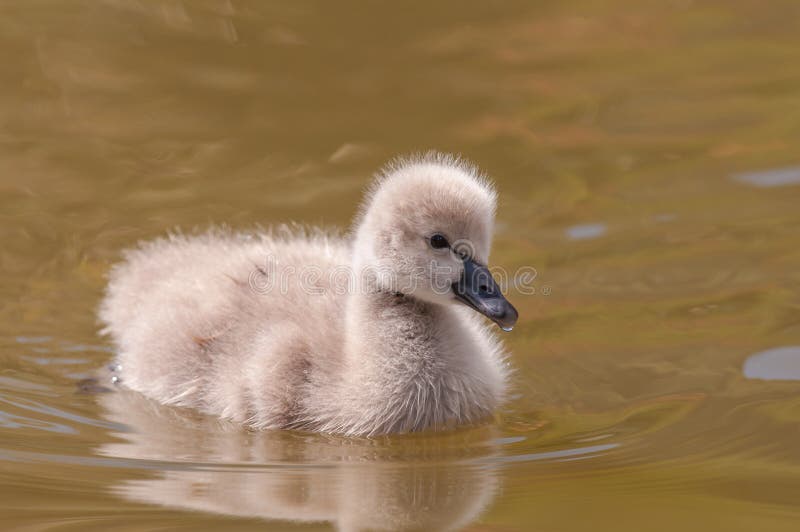 Cigno Del Bambino Bello Cigno Pulcino Con Il Collo Nero Sveglio ...