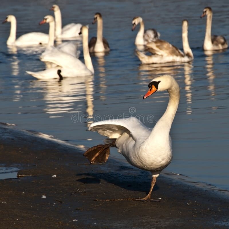 Cigno Divertente Con Underwater Capo Su Nackground Blu Fotografia Stock ...