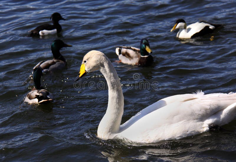 Cigno ed anatre di Whooper fotografia stock. Immagine di anatra - 17838228