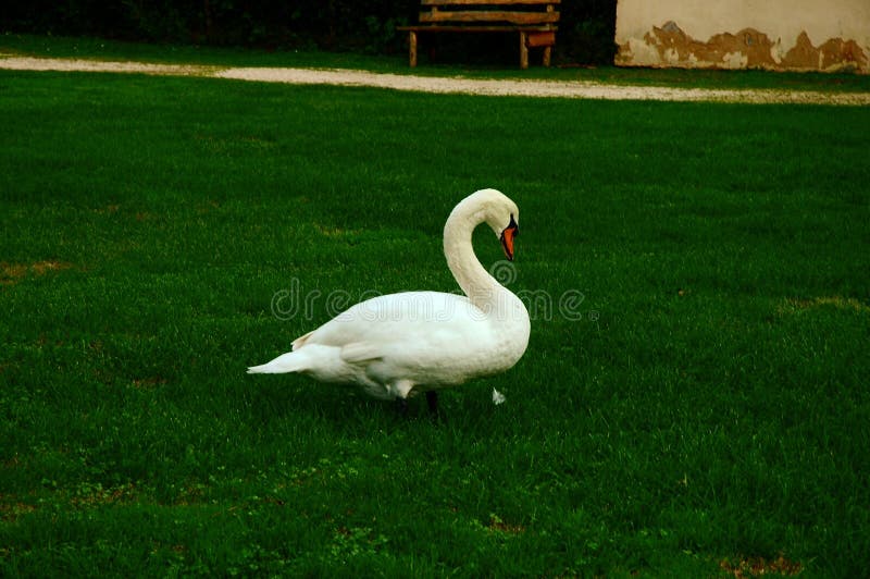 Cigno stock photo. Image of nature, animal, cigno, fogliano - 130133244