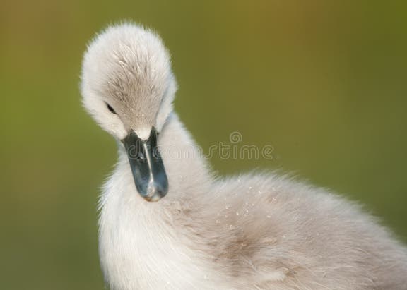 Cigno muto immagine stock. Immagine di lago, becco, bianco - 32636665