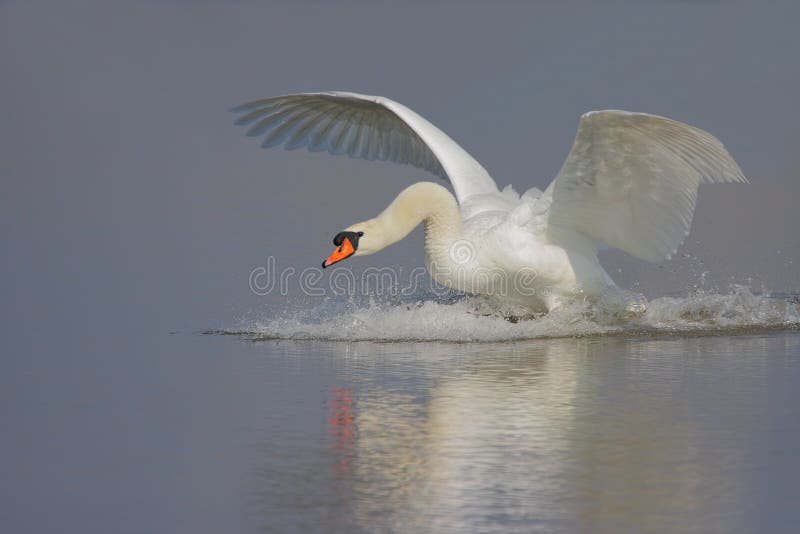 Cigno muto immagine stock. Immagine di nave, pace, bianco - 35515639