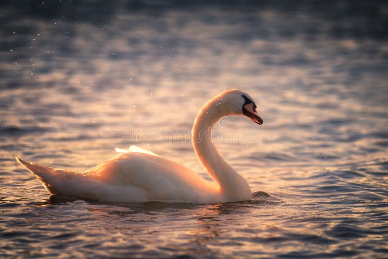 Olor Del Cygnus Del Cigno Muto Immagine Stock - Immagine di ...