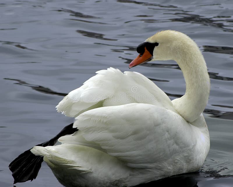 Cigno muto bianco fotografia stock. Immagine di esterno - 189928