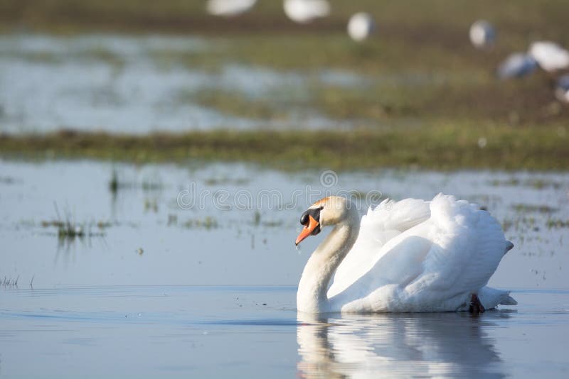 Cigno muto bianco fotografia stock. Immagine di natura - 38763138