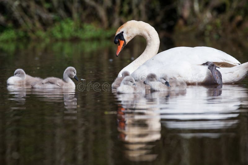 Cigno Muto, Cigni, Olor Del Cygnus Fotografia Stock - Immagine di ...