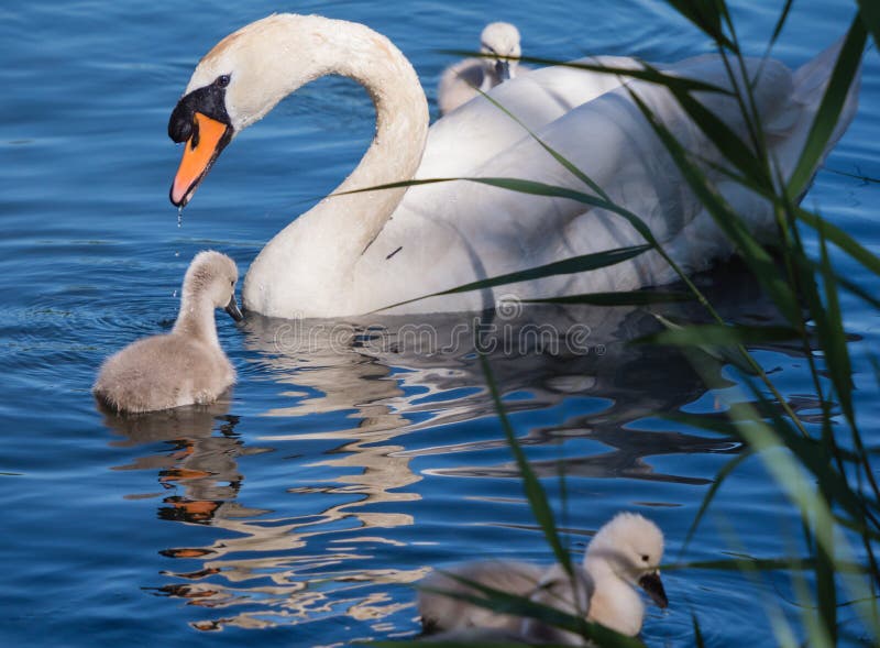 Cigno Muto E Giovane Famiglia Fotografia Stock - Immagine di nero ...