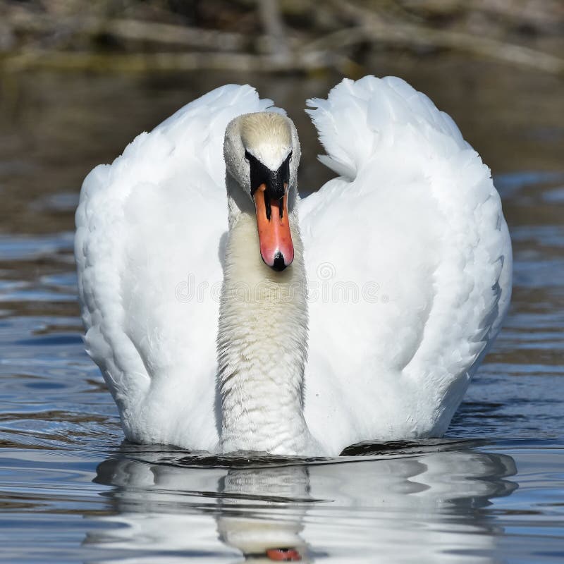 Cigno Muto (olor Del Cygnus) Immagine Stock - Immagine di acqua, nave ...