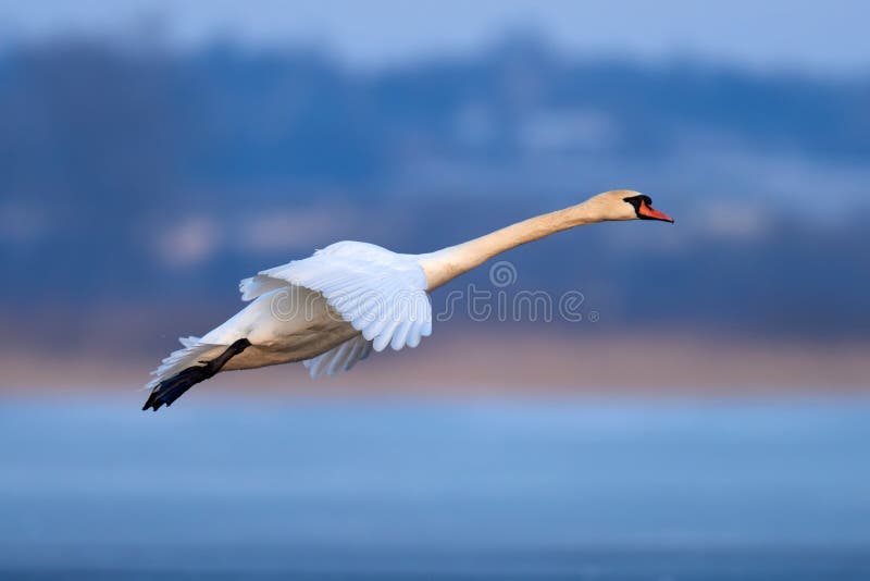 Cigno Muto, Olor Del Cygnus, Singolo Uccello In Volo Immagine Stock ...