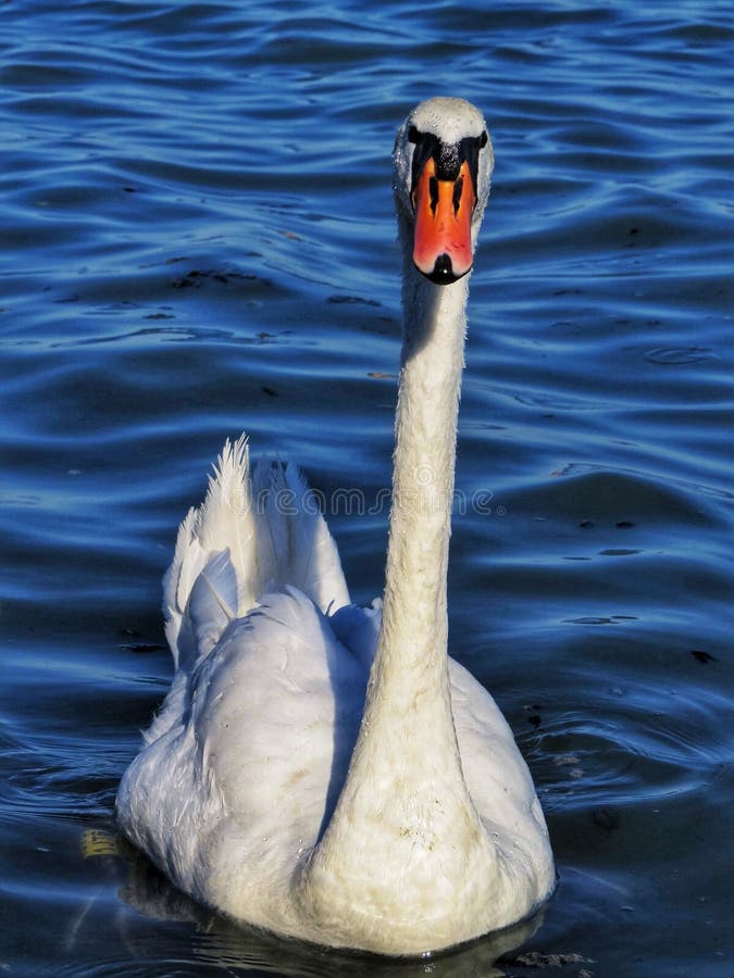 Un cigno bianco su un lago immagine stock. Immagine di bianco - 117053463