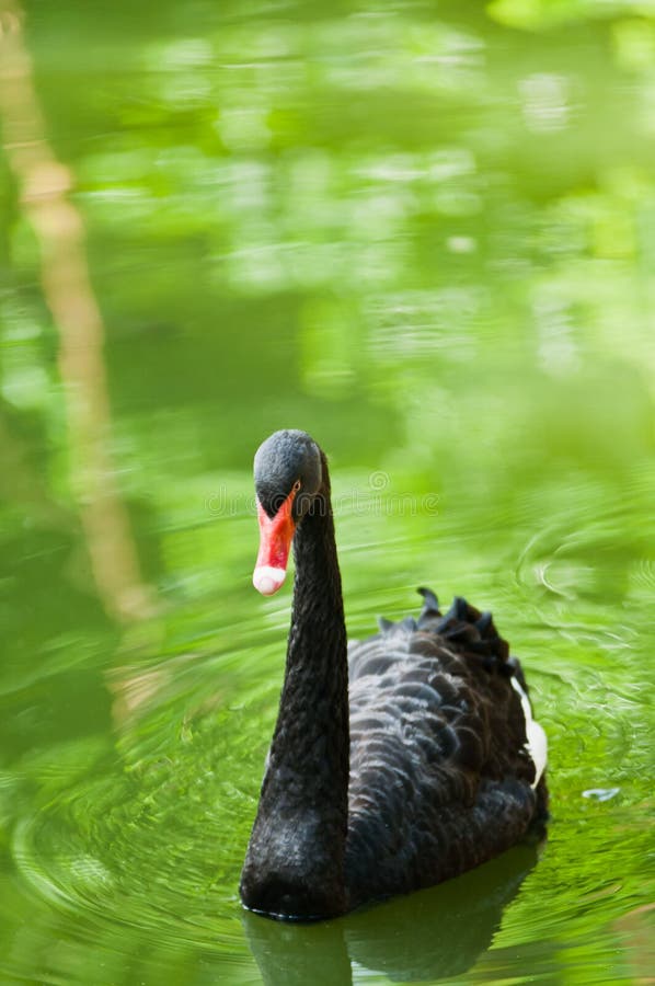 Cigno Nero fotografia stock. Immagine di anatra, animali - 25110018