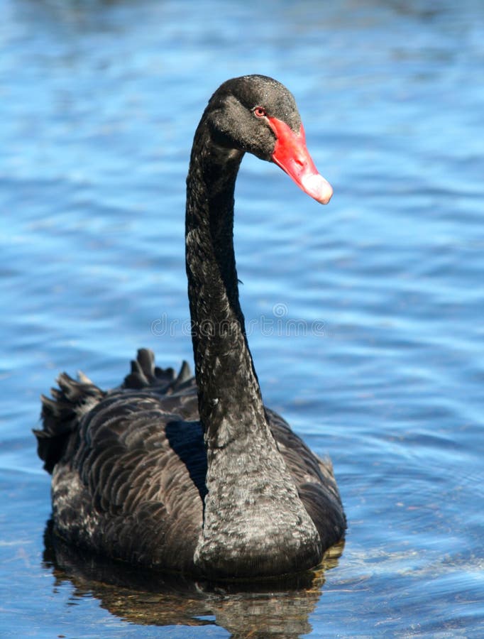 Cigno nero immagine stock. Immagine di acqua, nero, selvaggio - 6628081