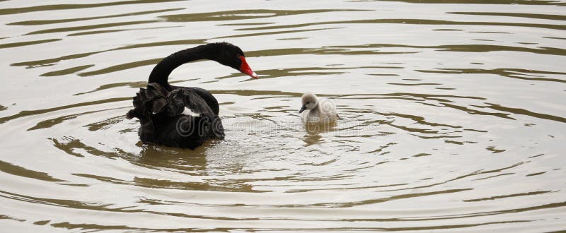 Madre E Piccolo Cigno Nero Nel Lago Fotografia Stock - Immagine di ...