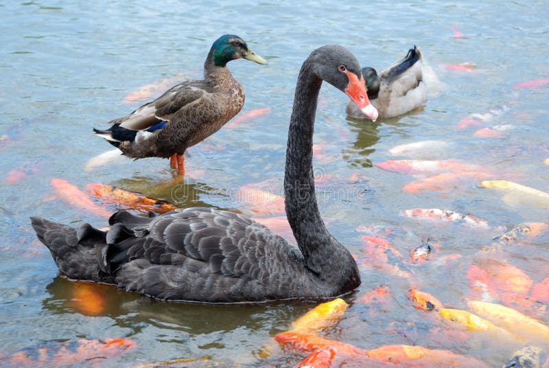 Un, 1 Cigno E Un'anatra Sulla Superficie Dell'acqua Dello Stagno ...