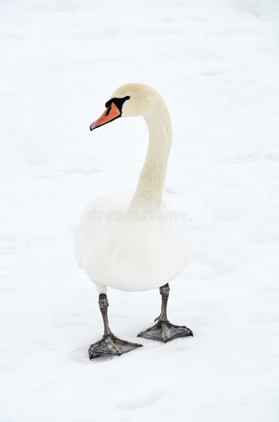 Cigno in neve immagine stock. Immagine di anatra, cigno - 84258741