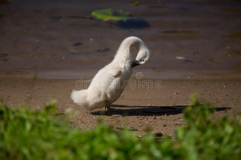 Piccolo cigno immagine stock. Immagine di parco, animale - 58415115