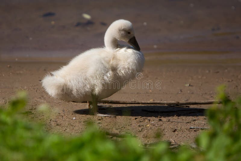 Piccolo cigno immagine stock. Immagine di parco, animale - 58415115