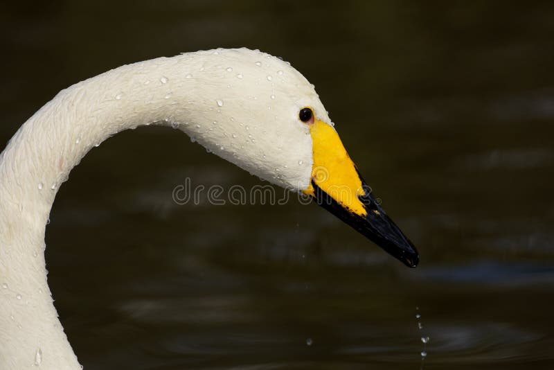 Cigno Selvatico, Cigni, Cygnus Del Cygnus Immagine Stock - Immagine di ...