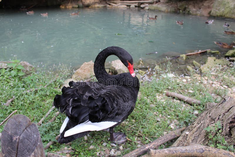 Cigno stock image. Image of swan, cigno, water, black - 131916007