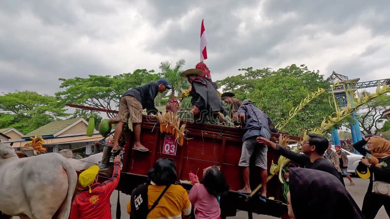 Cikar Parade. Cikar is a Form of Land Transportation in Indonesia that ...