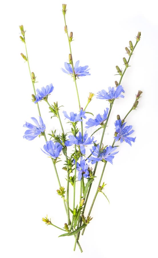 Cikoria arkivfoto. Bild av hälsa, cikoria, kronblad, vild - 33408474