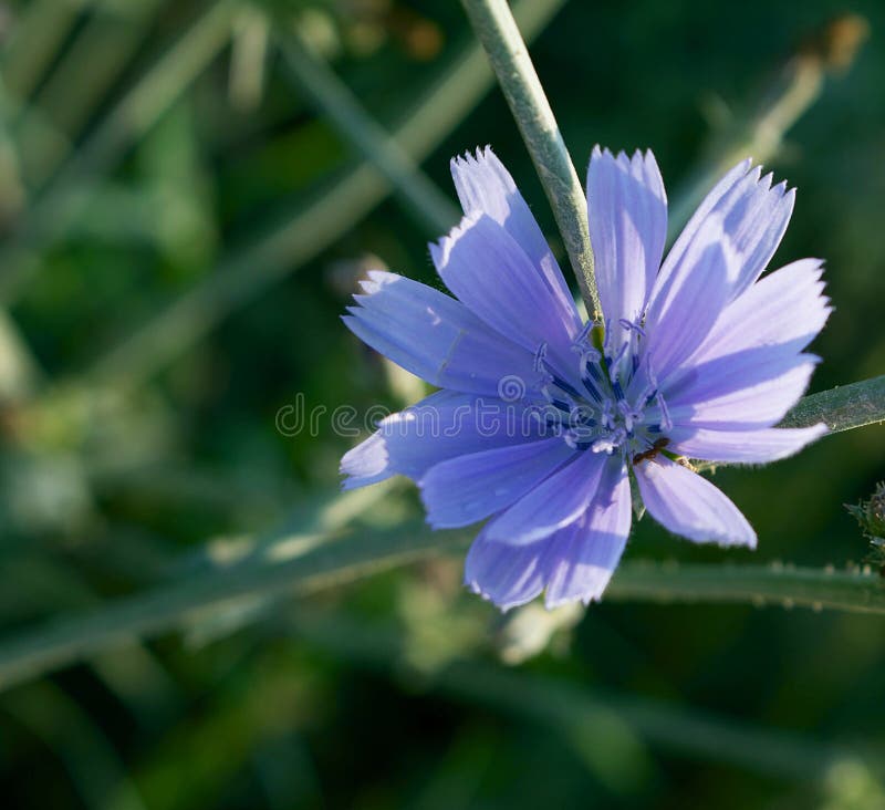 Cikoria & X28; Cichoriumintybus& X29; Fotografering för Bildbyråer ...