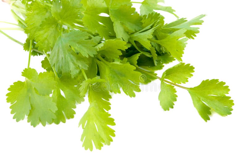 Cilantro foto de archivo. Imagen de grupo, fondo, cierre - 13827482