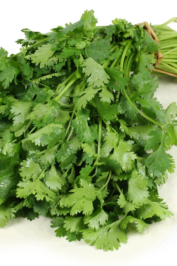 Cilantro stock image. Image of group, kitchen, large - 16142011