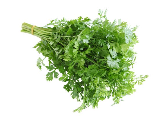 Cilantro foto de archivo. Imagen de alimento, cilantro - 35869626
