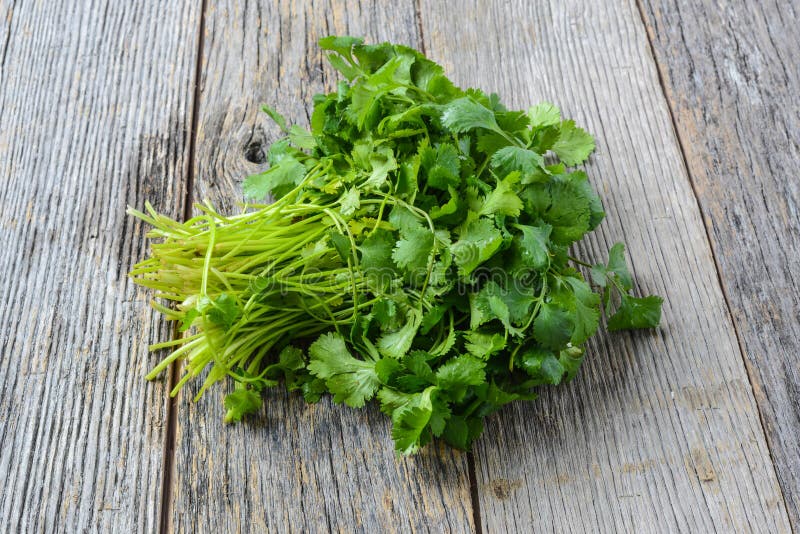 Cilantro foto de archivo. Imagen de fondo, manojo, tarjeta - 47795466