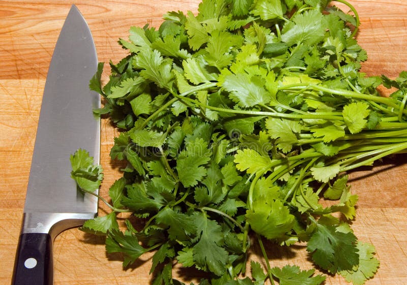 Cilantro foto de archivo. Imagen de fresco, vegetariano - 681392