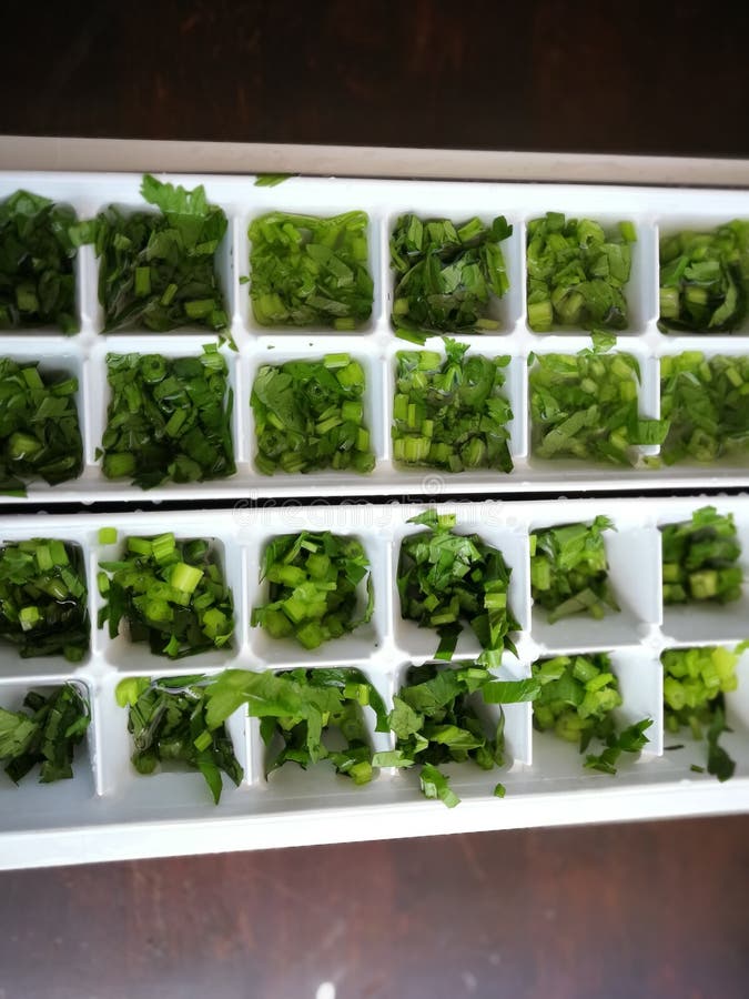 Cilantro Being Placed in a Ice Tray Cubes. Stock Image - Image of ...