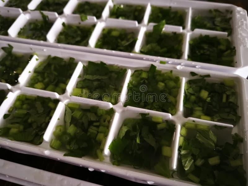 Cilantro Being Placed in a Ice Tray Cubes. Stock Photo - Image of ...
