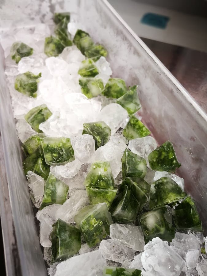 Cilantro Being Placed in a Ice Tray Cubes. Stock Photo - Image of ...