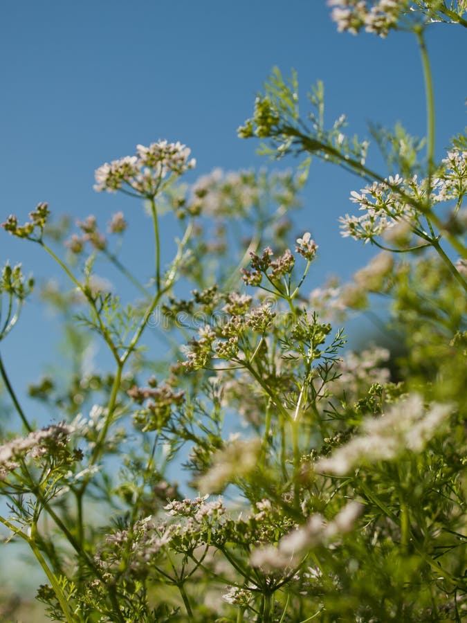 Cilantro in Bloom stock image. Image of garden, grass - 20737233