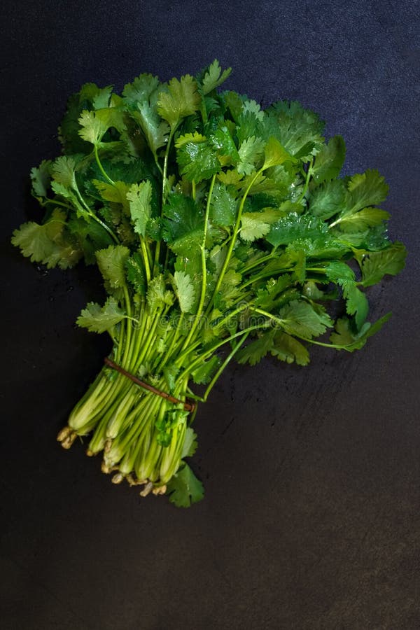 Cilantro stock photo. Image of cilantro, green, vegetable - 167065584