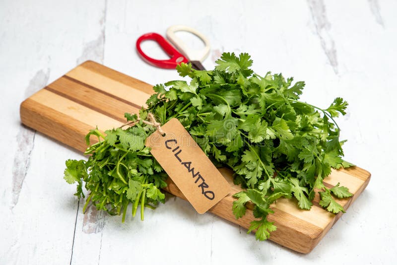 Cilantro Bunch with Handwritten Tag Stock Image - Image of cure ...