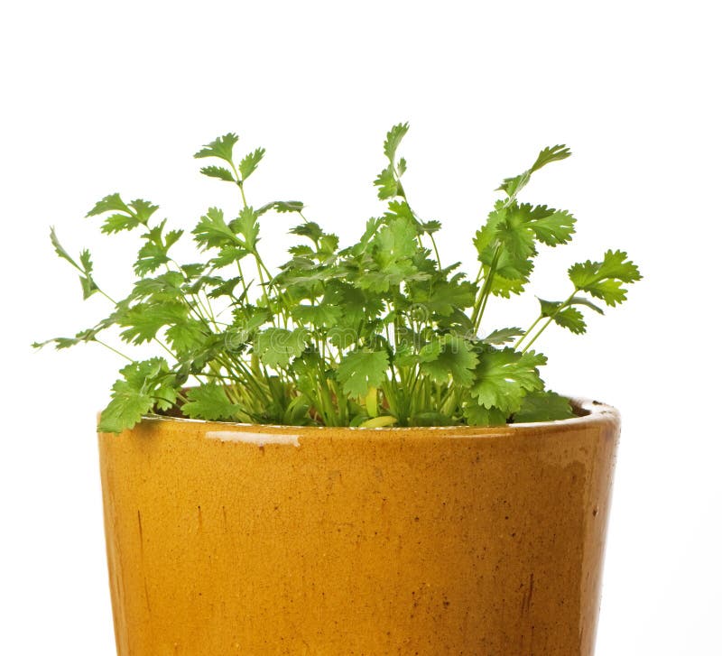 Cilantro in Ceramic Pot stock photo. Image of produce - 14484746