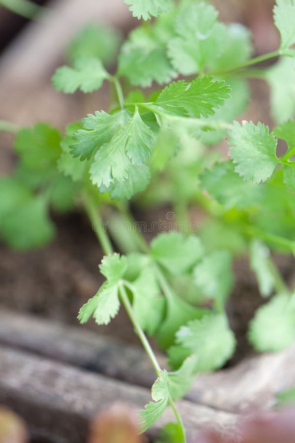 Cilantro stock image. Image of leaf, cilantro, food, fragrant - 31967733