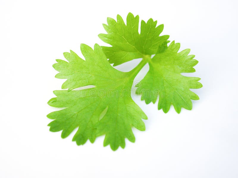 Cilantro coriander leaves. stock image. Image of flat - 294134931