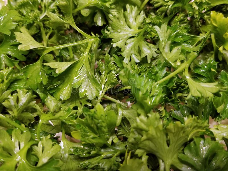 Cilantro Coriander stock image. Image of healthy, herb - 131710461