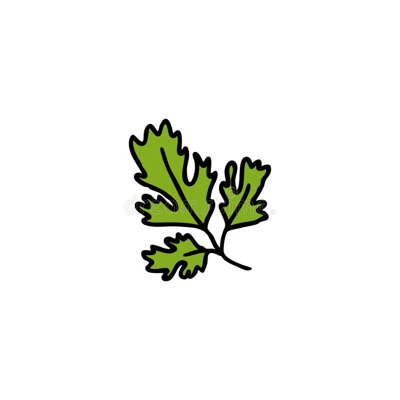 Cilantro Stock Illustrations – 3,277 Cilantro Stock Illustrations ...