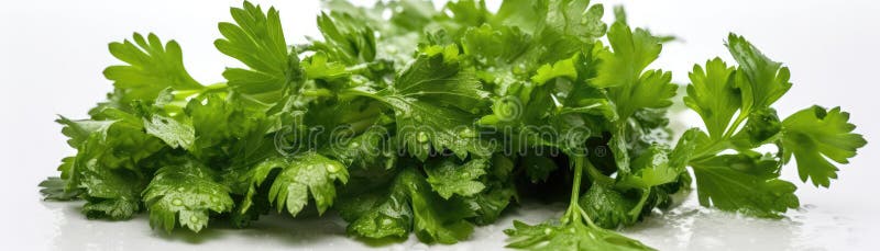 Cilantro with Droplets Standing on White Background Wide Panoramic ...