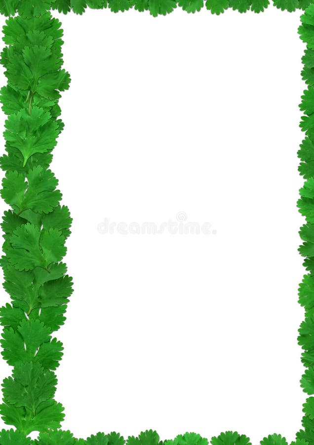 Cilantro Frame on a White Background Stock Image - Image of document ...