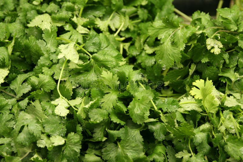 Fondo Blanco Fresco Cilantro Racimo Diferente. Imagen de archivo ...