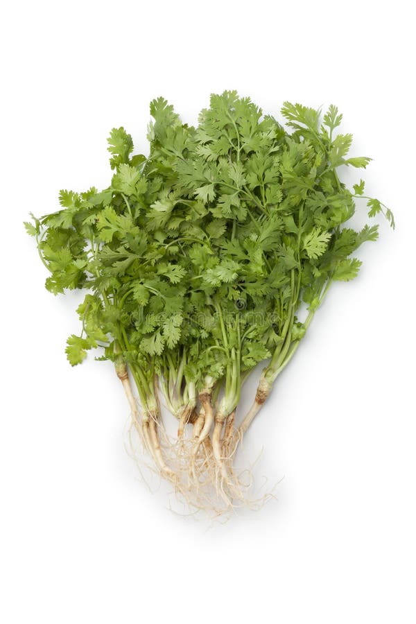 Cilantro fresco com raizes foto de stock. Imagem de orgânico - 22161982
